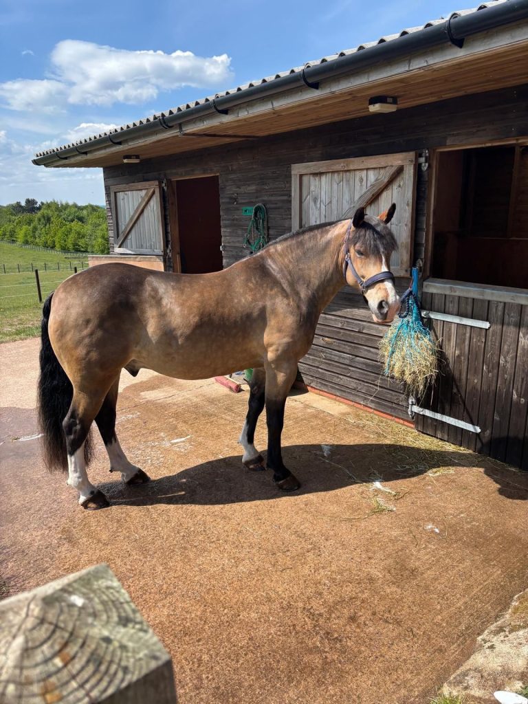 Terry – Muscle Injuries - Field Equine Vets Treadmill